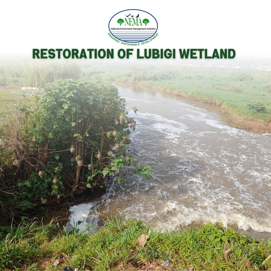 HAPPENING! NEMA Evicts Lubigi Wetland Encroachers in Kampala - East ...