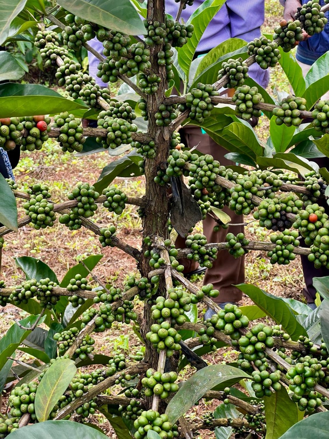 NARO Research Advances on New Excelsa Coffee - East News Uganda